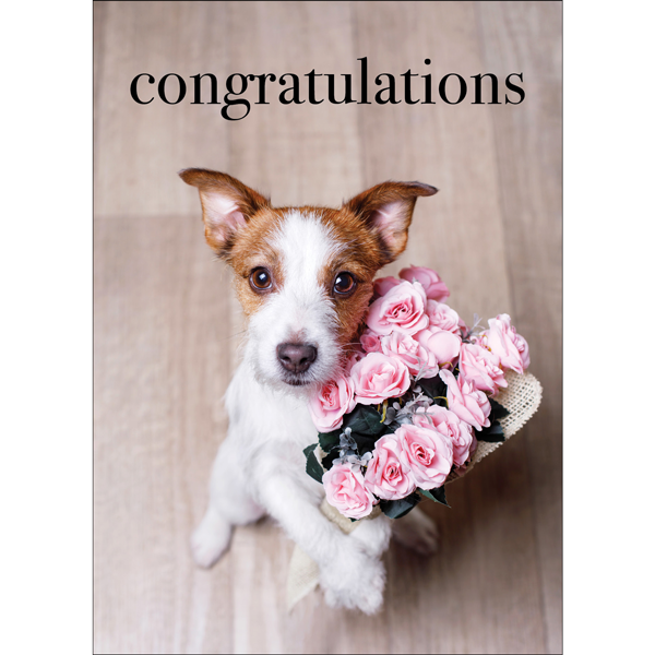 Dog greeting card - Congratulations to you – Affirmations Publishing House NZ
